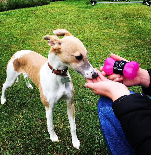 Pink 2-in-1 Dog Treat Dispenser and Recall Training Aid by Tatty Head